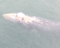 Woman’s whale of a tale | Sun Newspapers