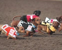 Wiener races return to Los Alamitos race course | Sun Newspapers