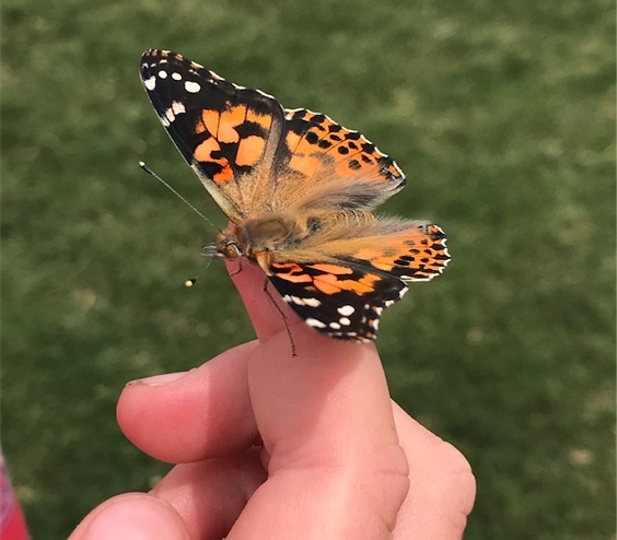Easter butterflies released at Grace Church | Sun Newspapers