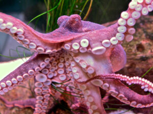 What marine animal has eight legs and is really cool? | Sun Newspapers