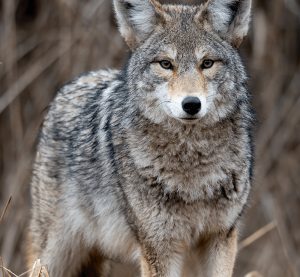 Coyote breeding season means more sightings | Sun Newspapers